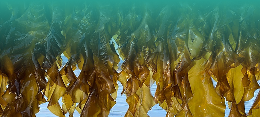 Seaweed Derived Agricultural Products — Cascadia Seaweed