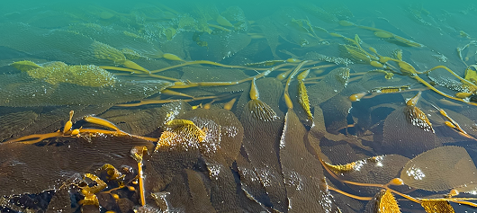 Seaweed Derived Agricultural Products — Cascadia Seaweed