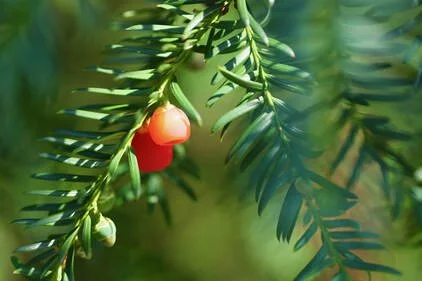 Yew Tree Bark: Or How Paclitaxel Became the Most Well-Known Naturally ...