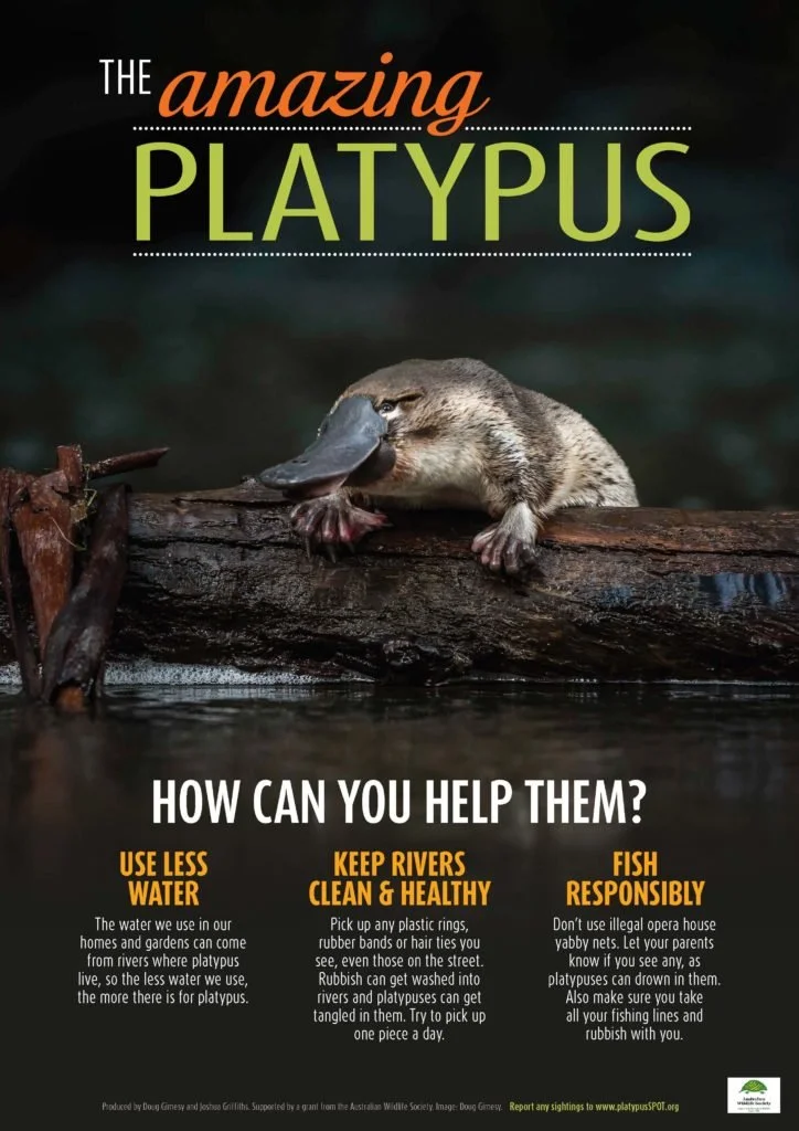 Platypus on the edge — CONSERVATION AND WILDLIFE PHOTOJOURNALIST