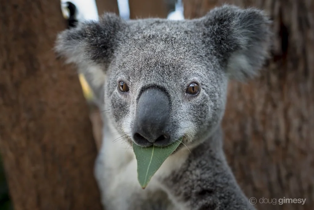 CARING ON THE FRONT LINE — CONSERVATION AND WILDLIFE PHOTOJOURNALIST