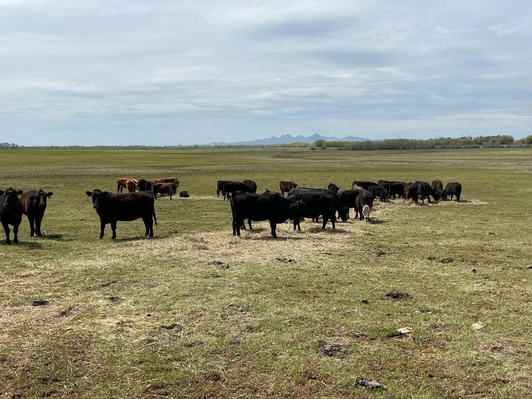 Erickson Ranch - RCgreens | Grass-Fed Beef | Pastured Chicken & Pork ...