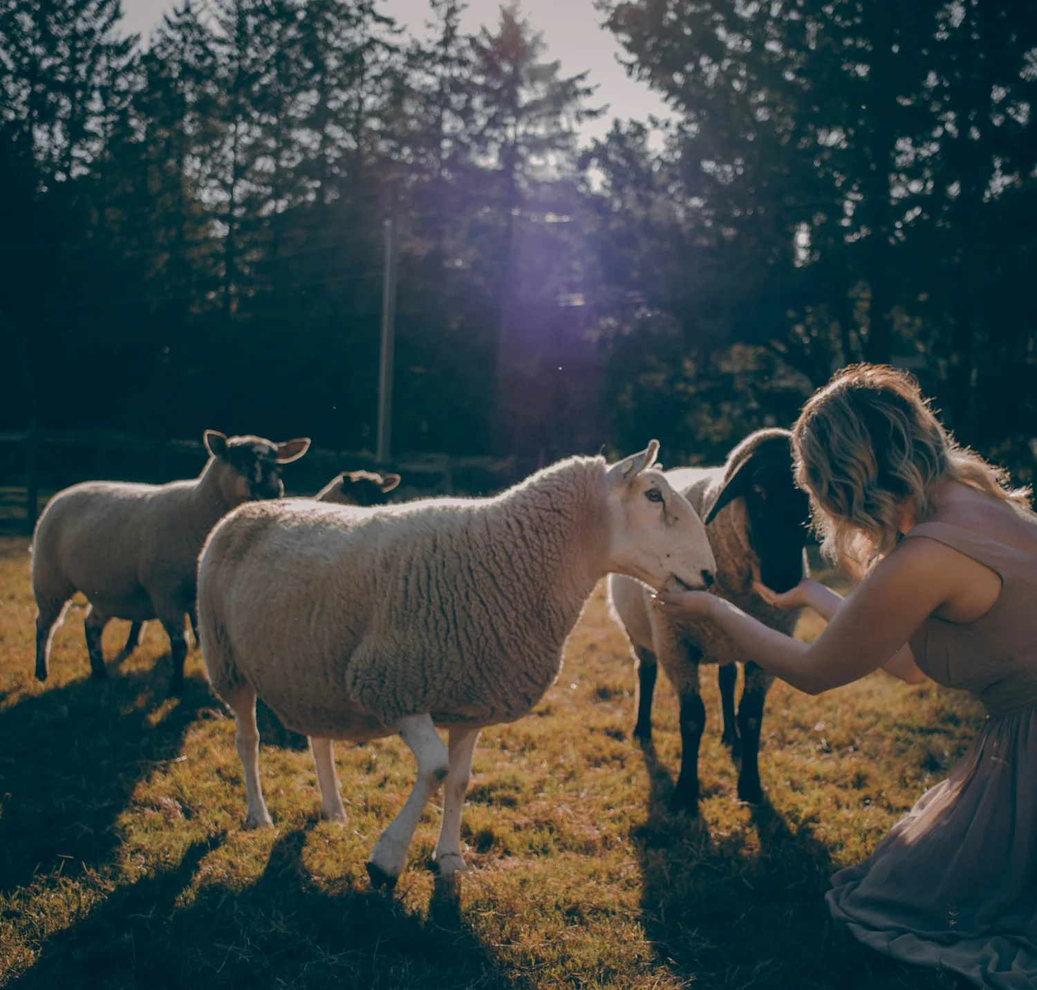 Project Phoenix | Join the Animal Freedom Movement