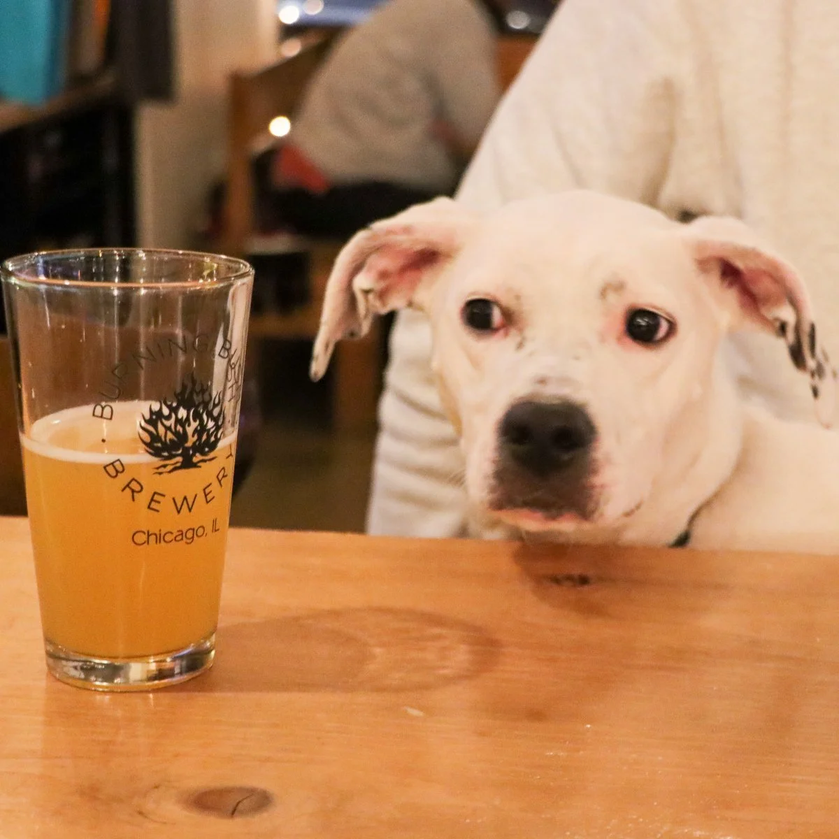 Burning Bush Brewery