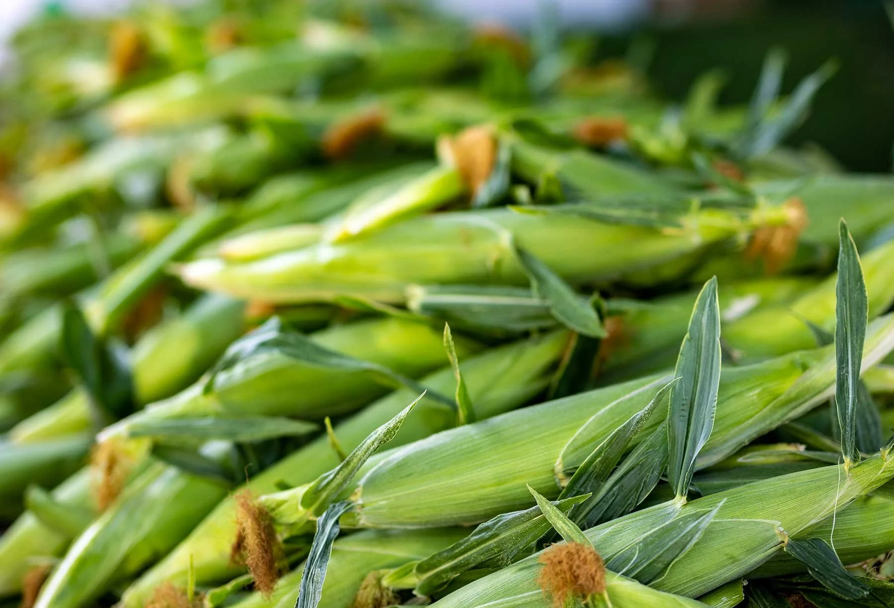What's Fresh at the Downtown Market This Week? — Downtown Farmers ...