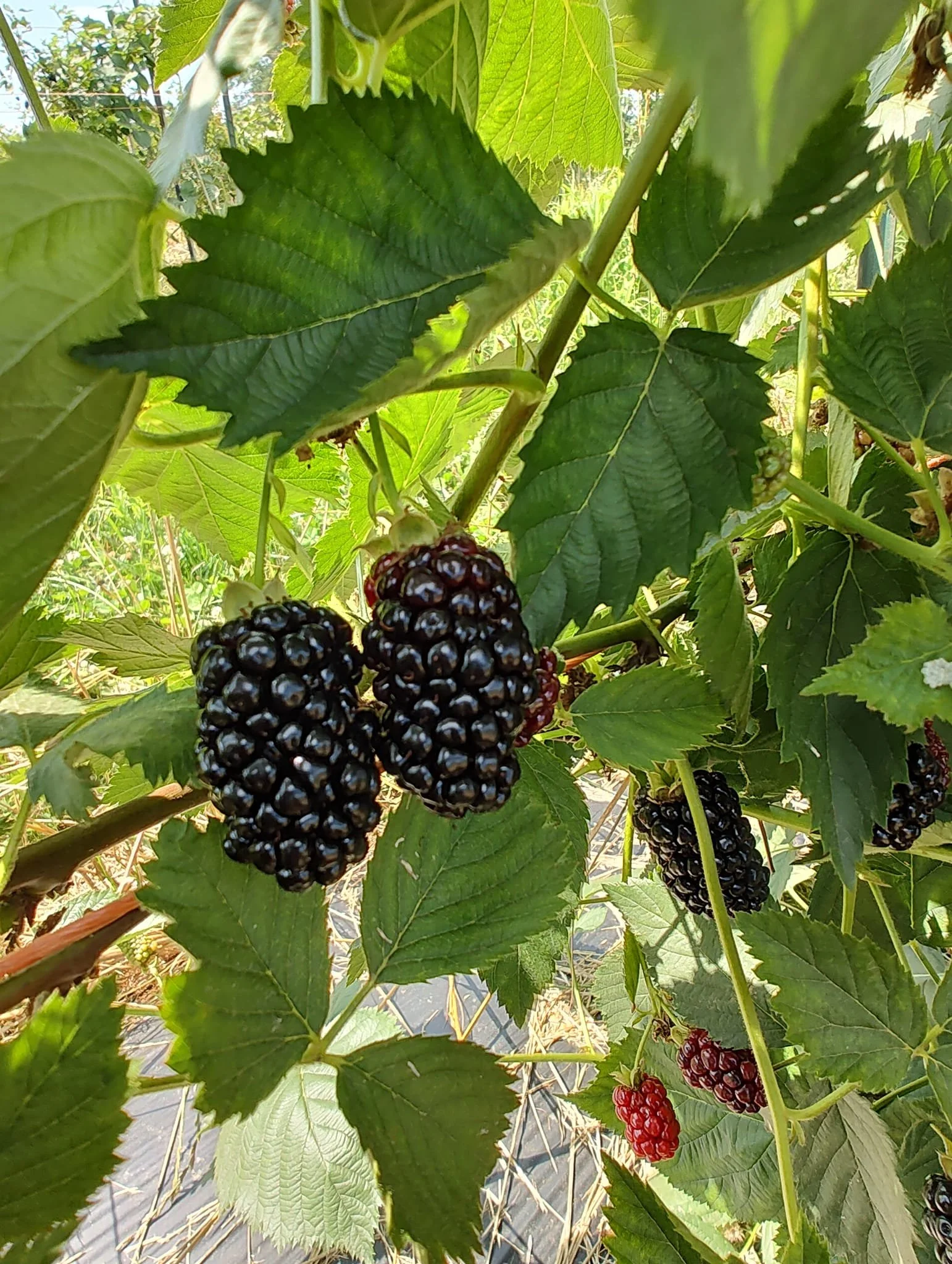 Lyon Farms