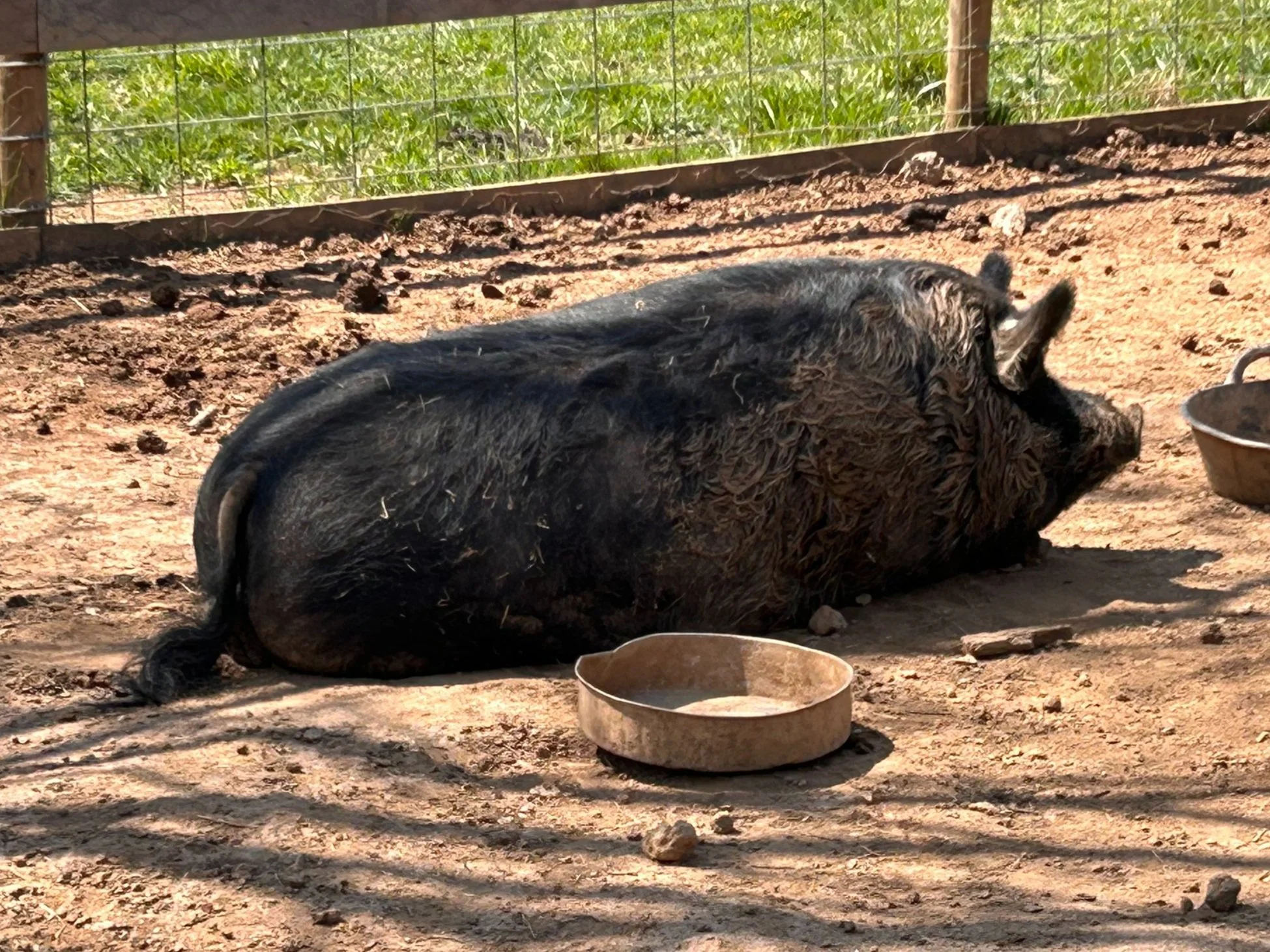 Heritage Animals — Matthew's Living History Farm Museum