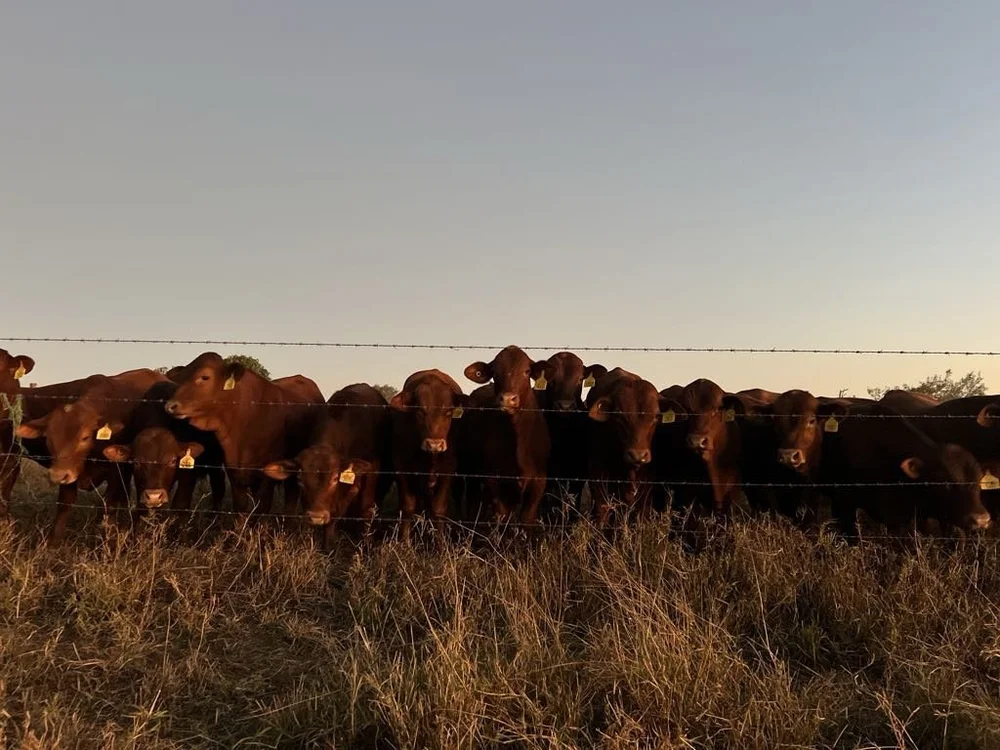 Maynard Cattle Co