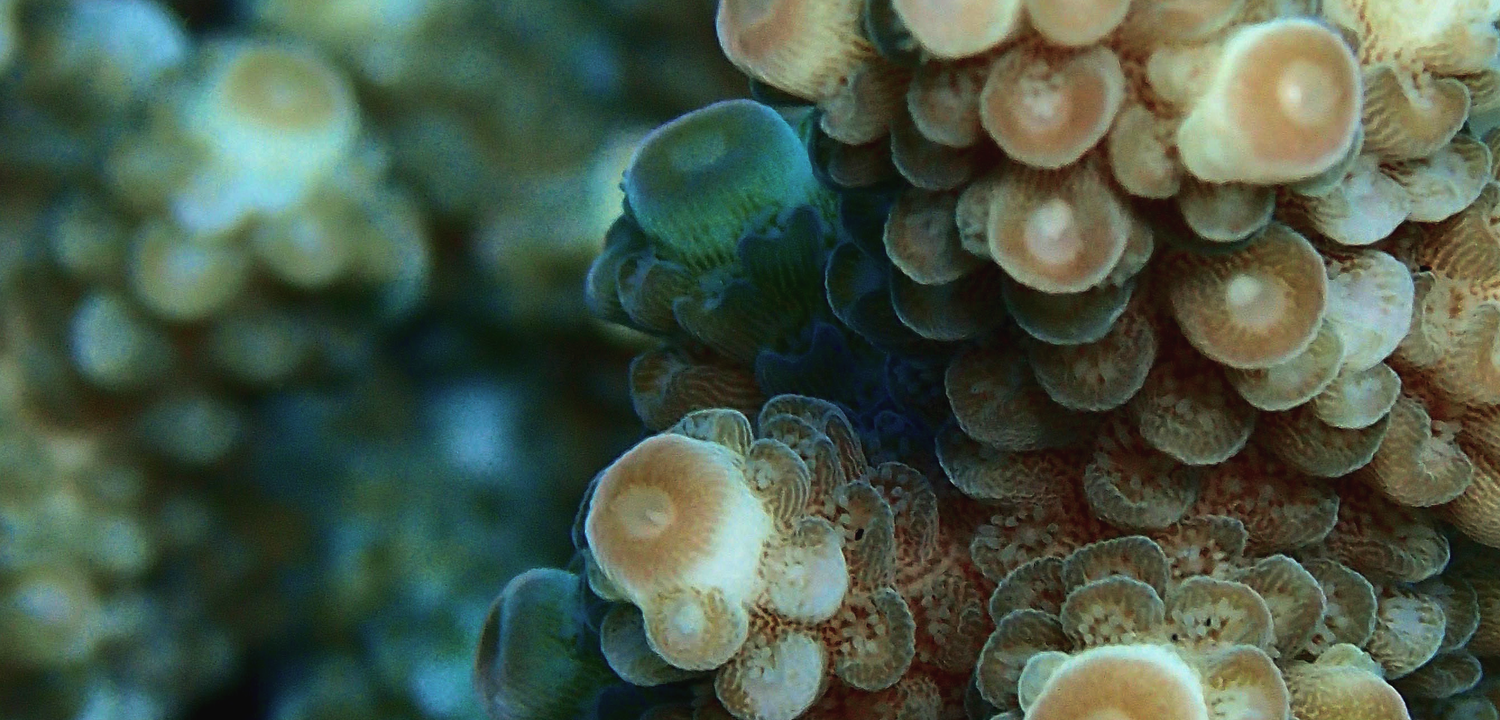 About Coral Reefs | Facts, ecosystems and biodiversity — The Reef-World ...