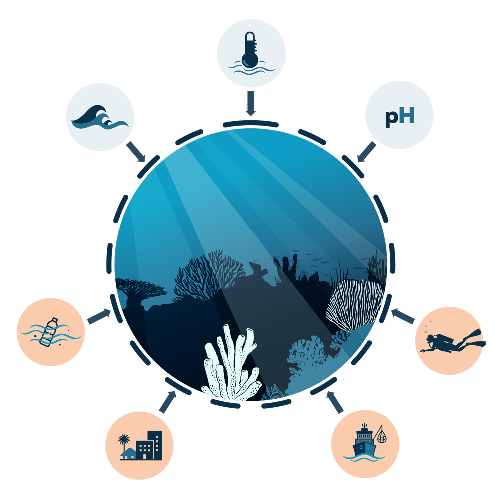 Coral Reef Threats: Climate Change, Pollution & Overfishing — The Reef ...