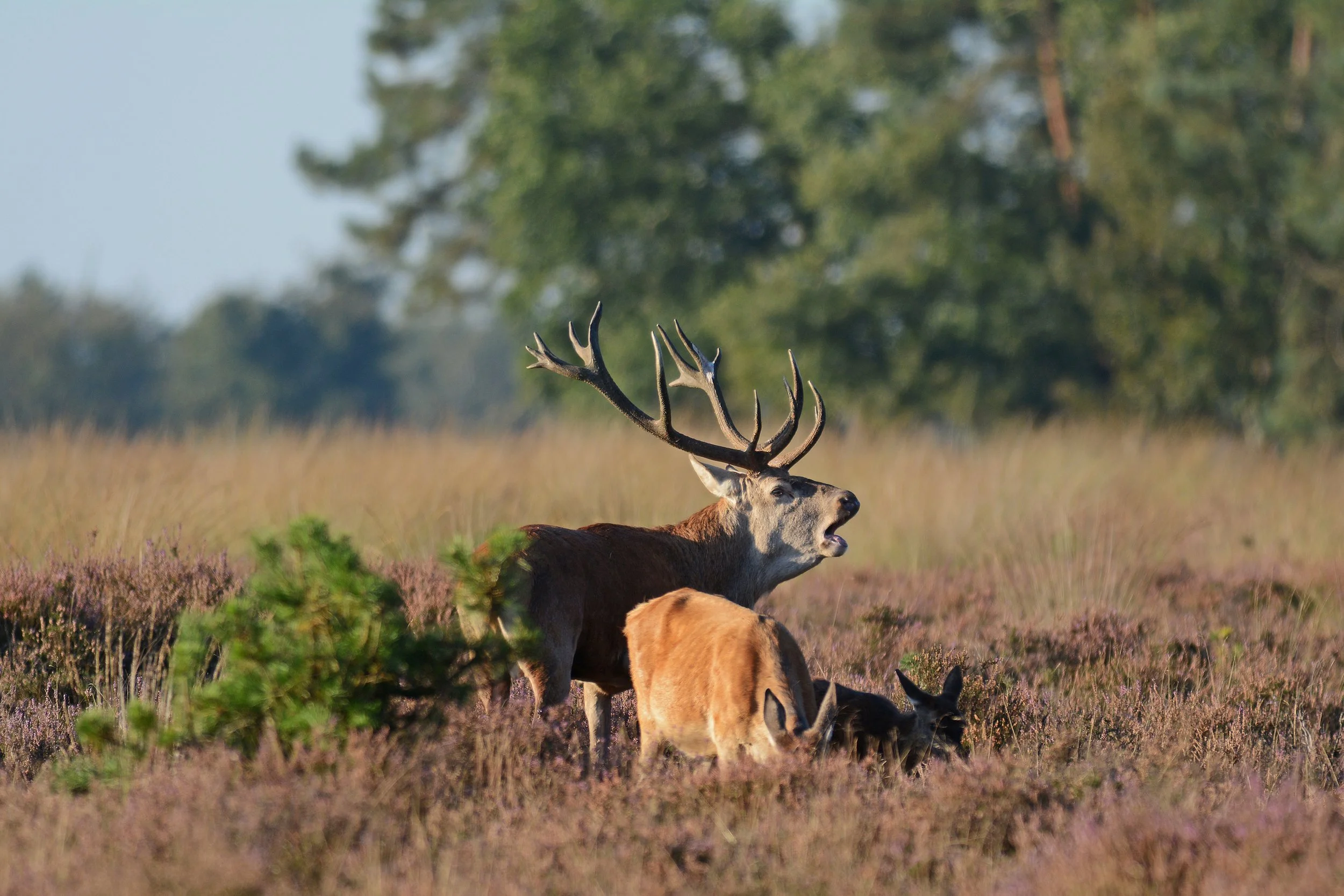 Nieuwsberichten | Het Edelhert — Vereniging Het Edelhert