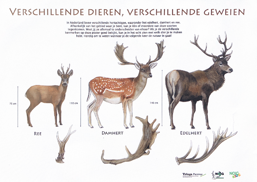 Bescherming en educatie over het edelhert — Vereniging Het Edelhert