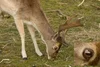 Cardanische ogen herten — Vereniging Het Edelhert