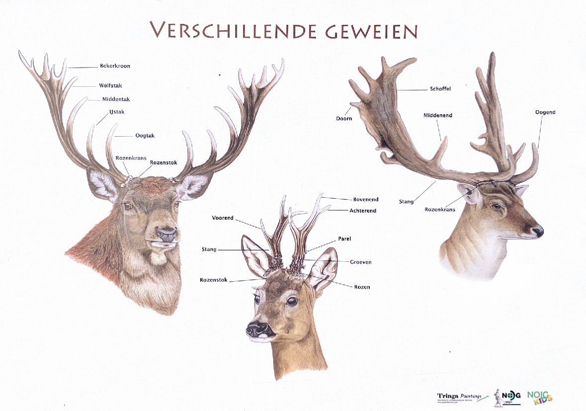 Bescherming en educatie over het edelhert — Vereniging Het Edelhert