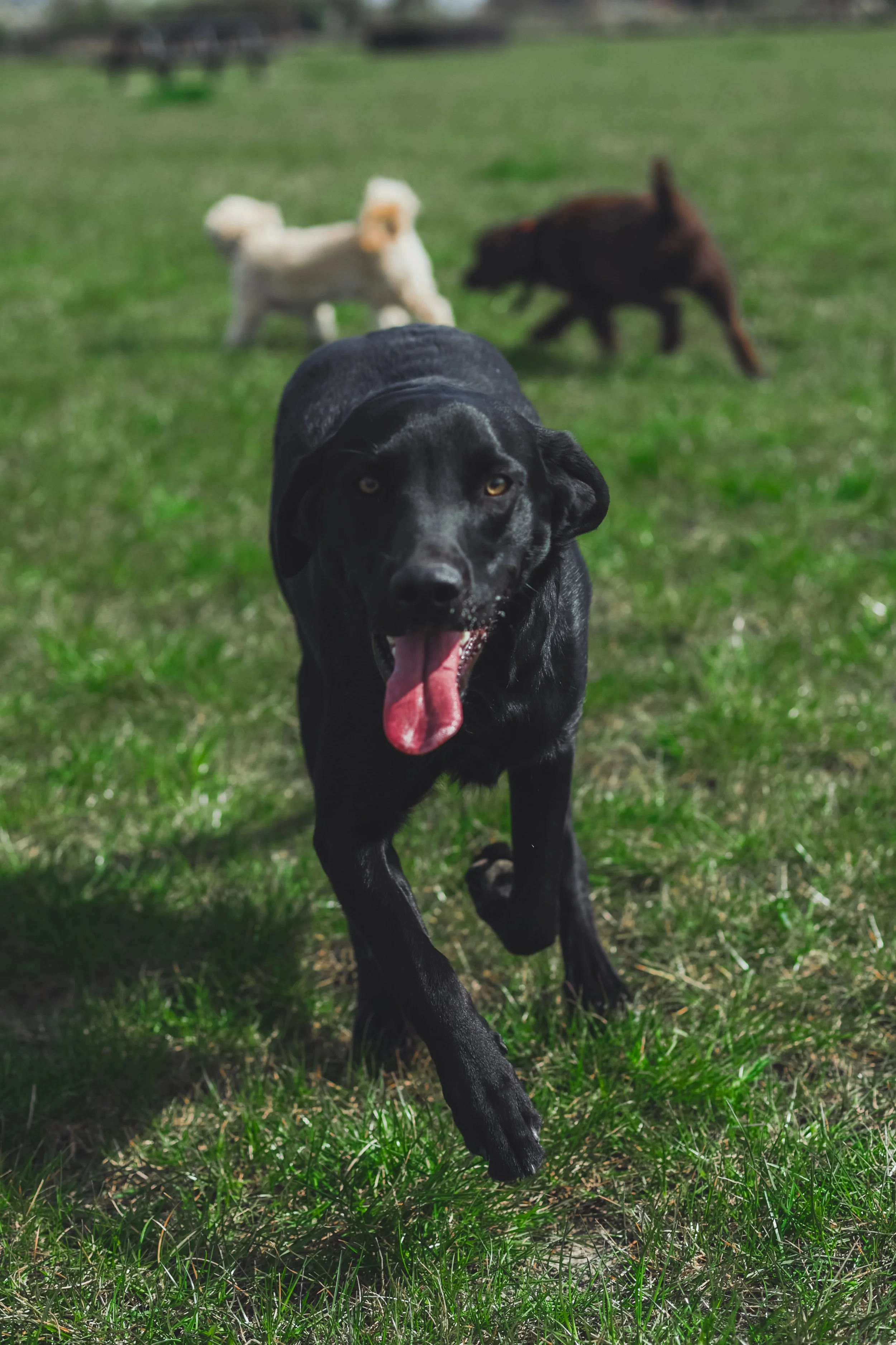 OUR PADDOCKS — The Paddocks