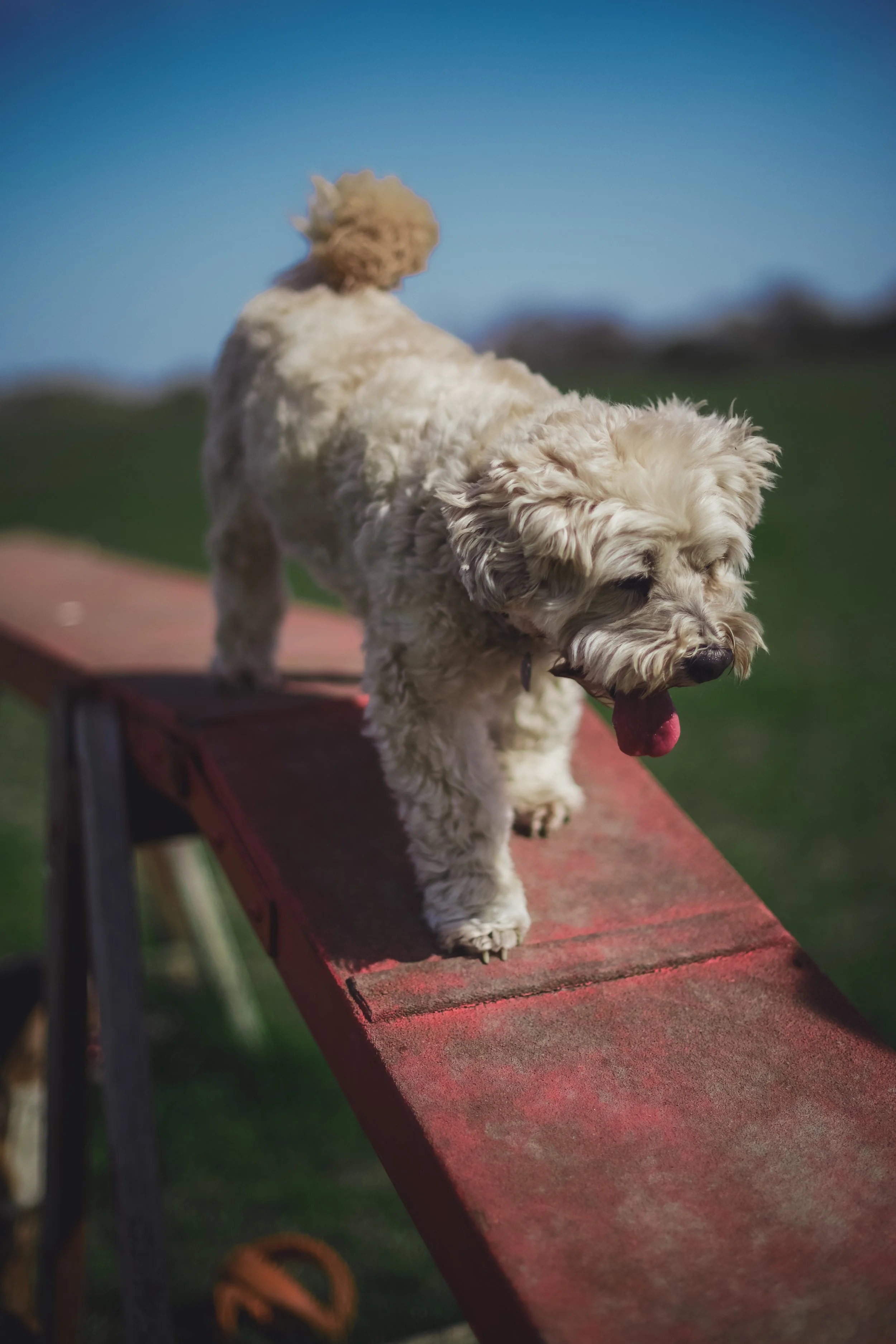 OUR PADDOCKS — The Paddocks