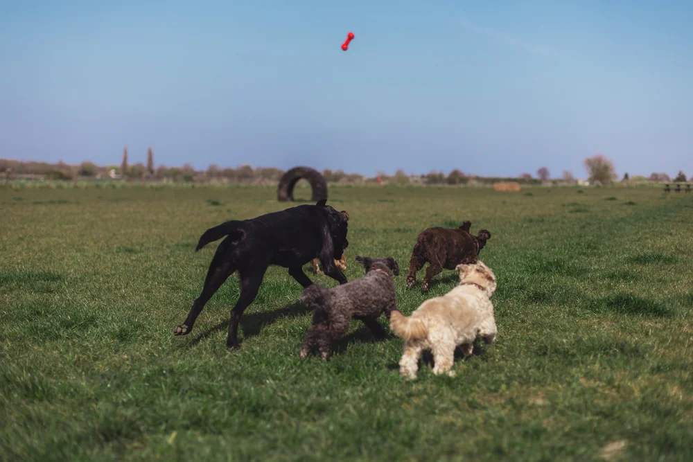 OUR PADDOCKS — The Paddocks