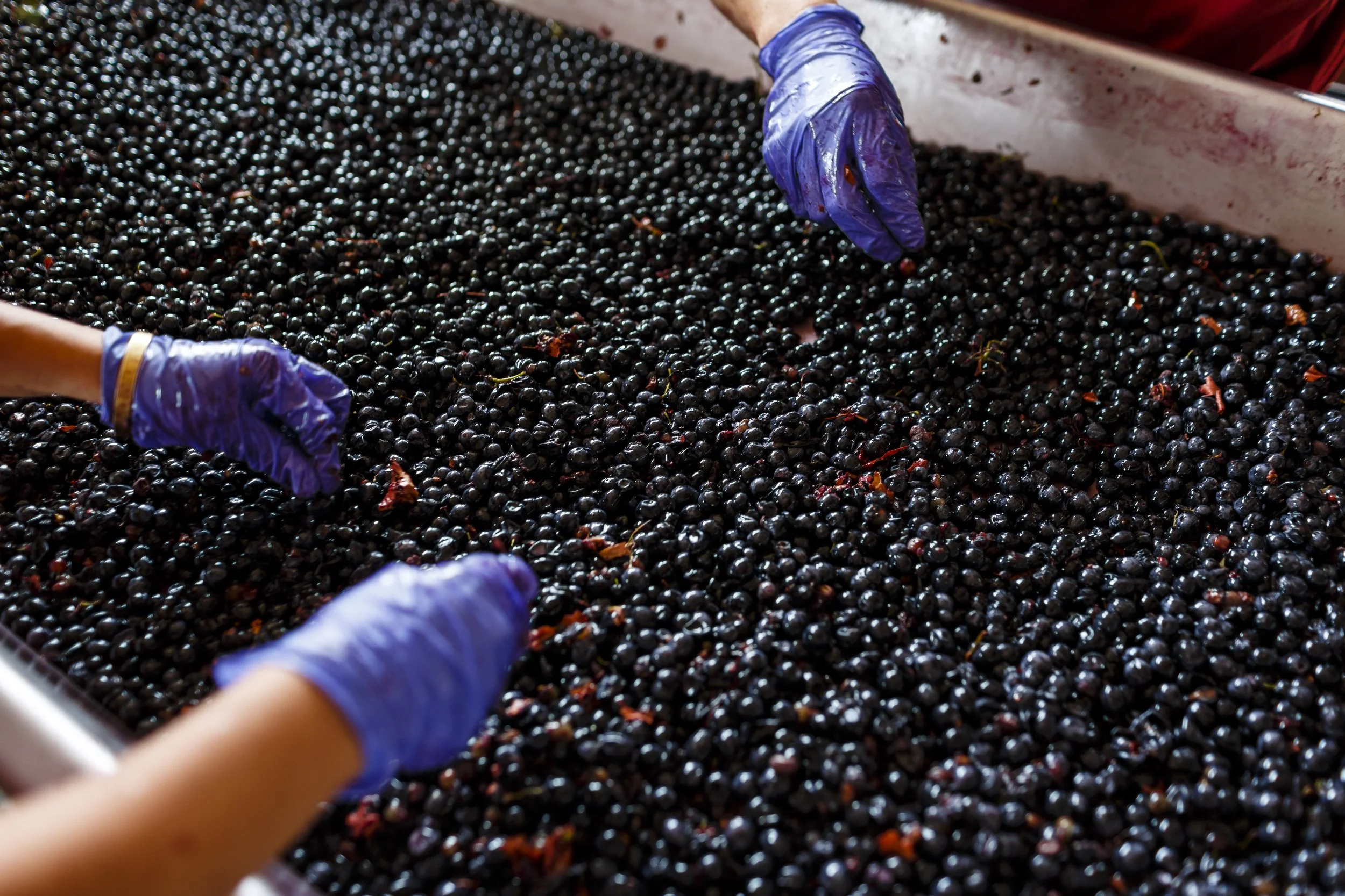 Saperavi - the grape to watch — Wines of Georgia