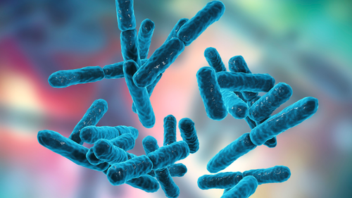 Case Study: Verb Biotics Probiotics | Explore Proven Gut Brain Benefits ...