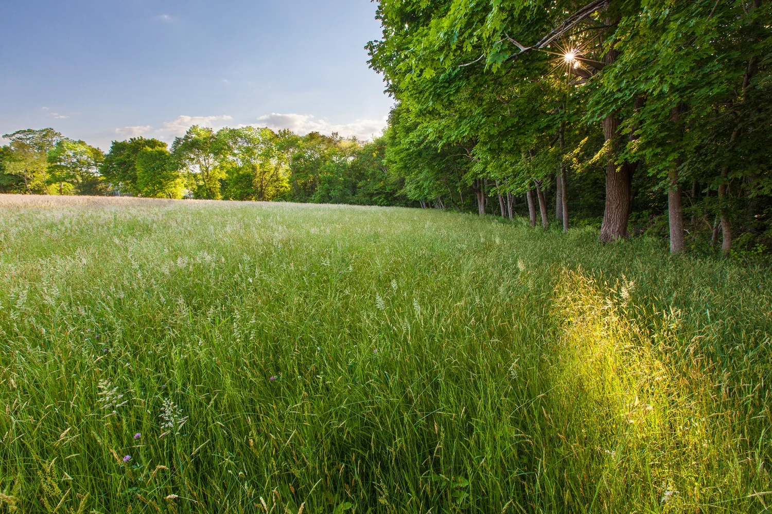 Wildlands Trust — Phillips Farm Preserve