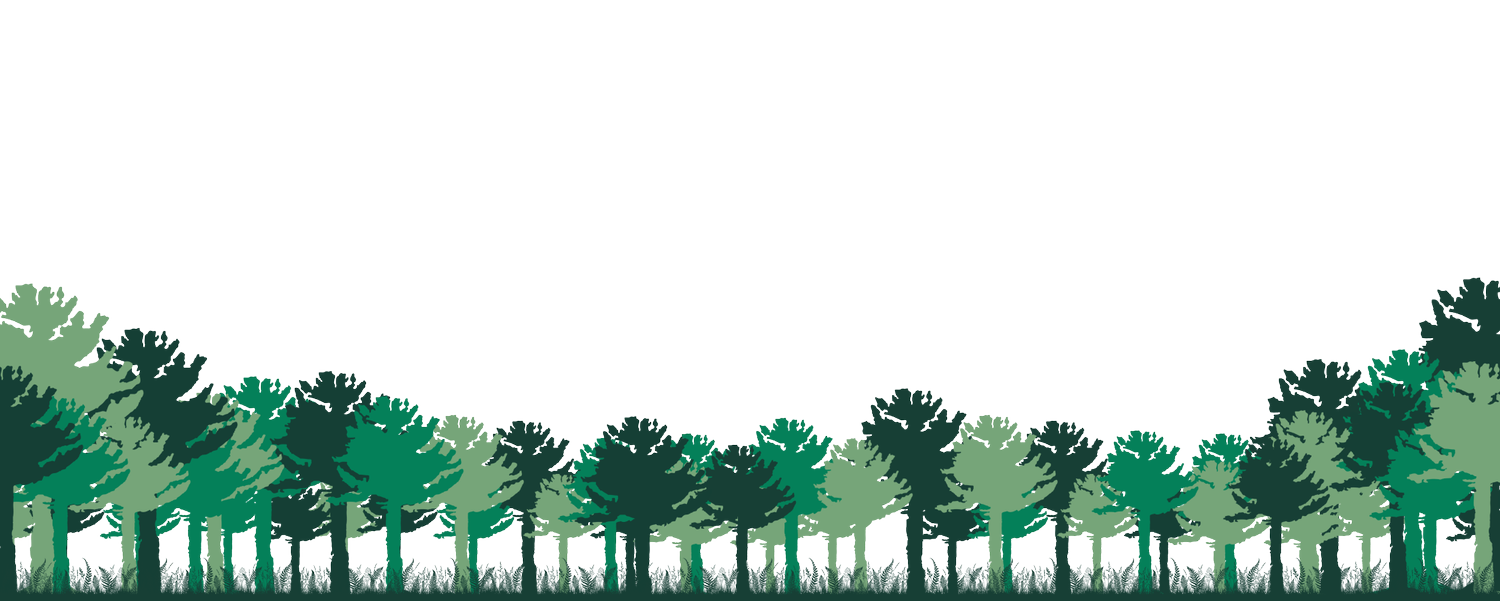 Wildlands Trust — White Pine: A Common Tree's Uncommon History