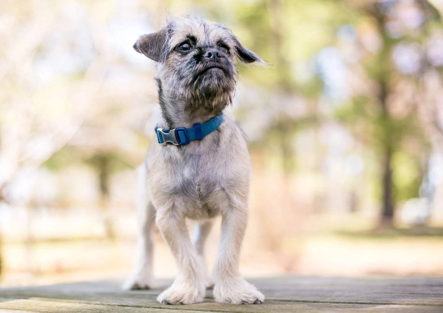 Pugs and Hugs Rescue