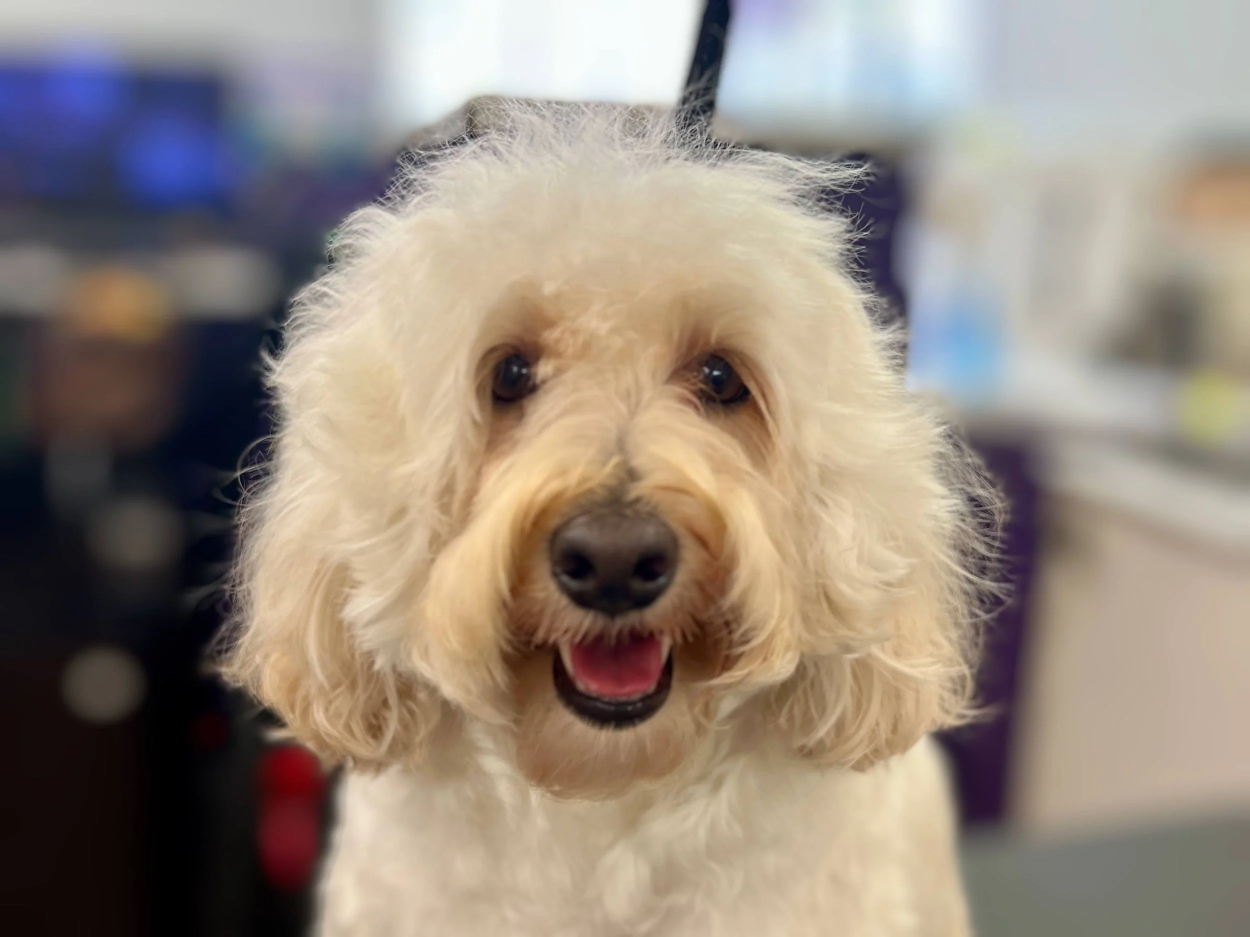 VIP Pet Spa San Clemente, CA