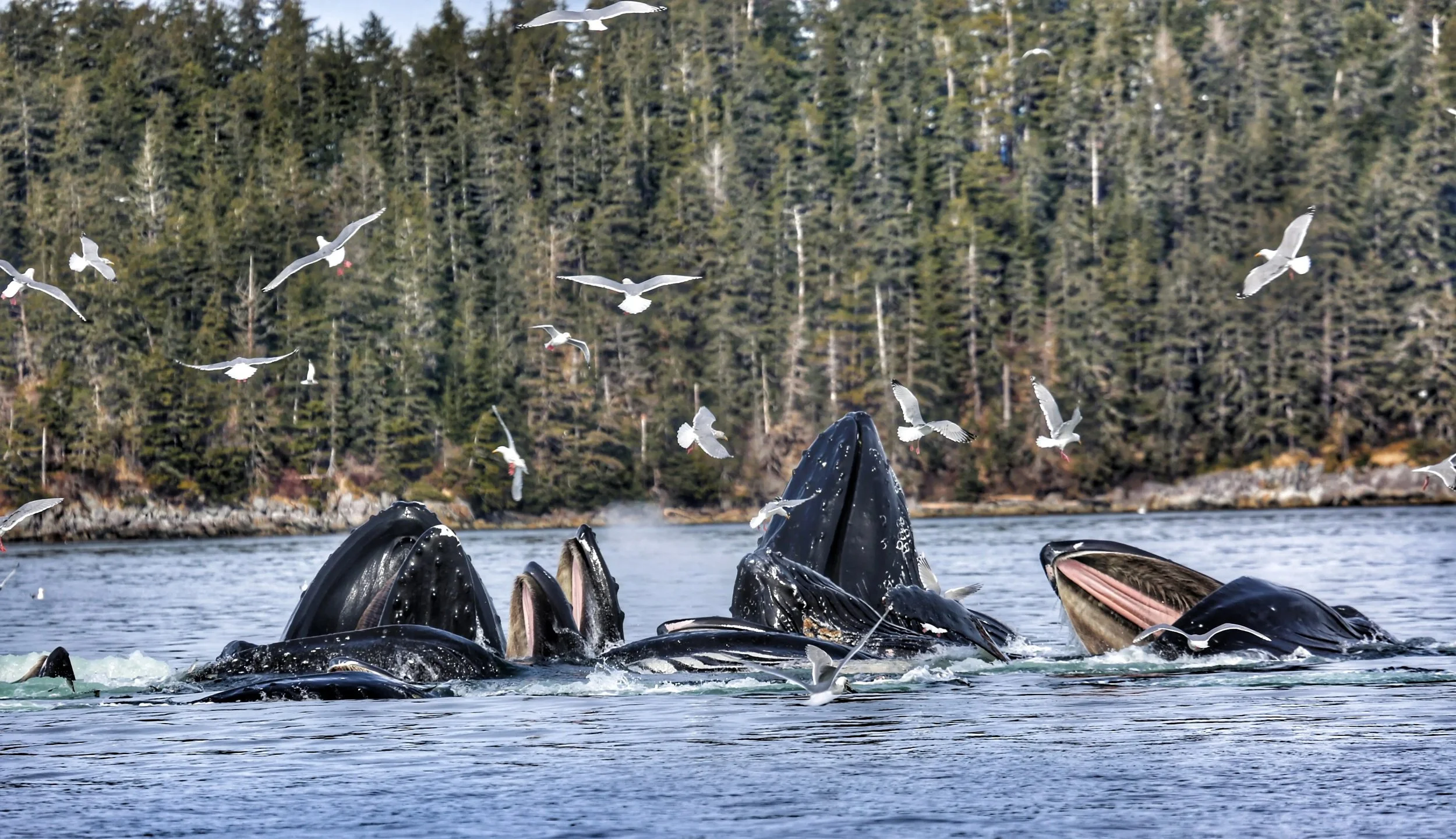 Sitka Expeditions — Sitka Whale Watching and Wildlife Tours