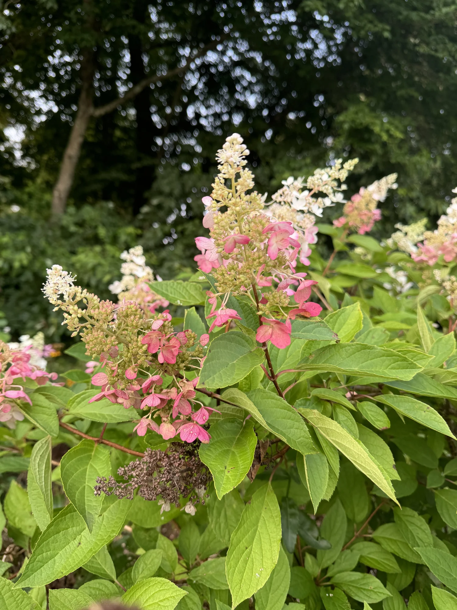 Best Hydrangea Varieties for Full Sun — Blueacre Garden