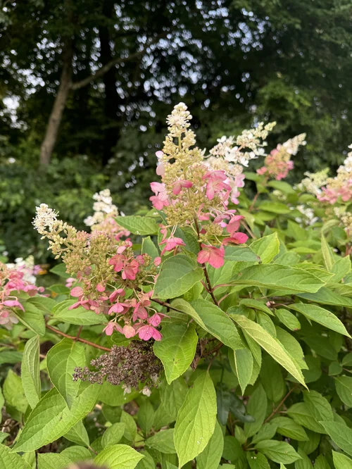 Best Hydrangea Varieties for Full Sun — Blueacre Garden