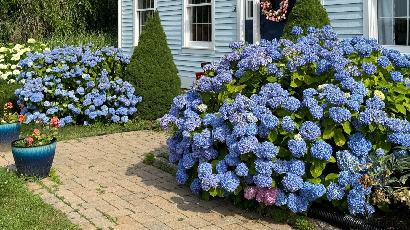 How to Prune Macrophylla Hydrangea: A Step-by-Step Guide for Healthy ...