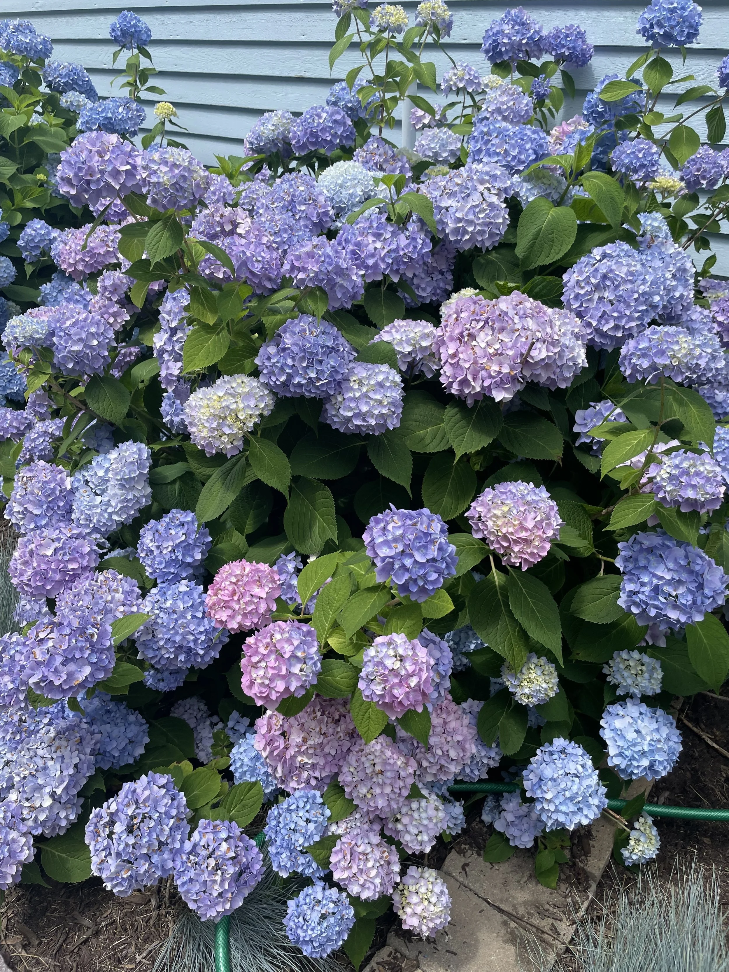 Best Hydrangea Varieties for Full Sun — Blueacre Garden