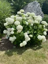 Best Hydrangea Varieties for Full Sun — Blueacre Garden