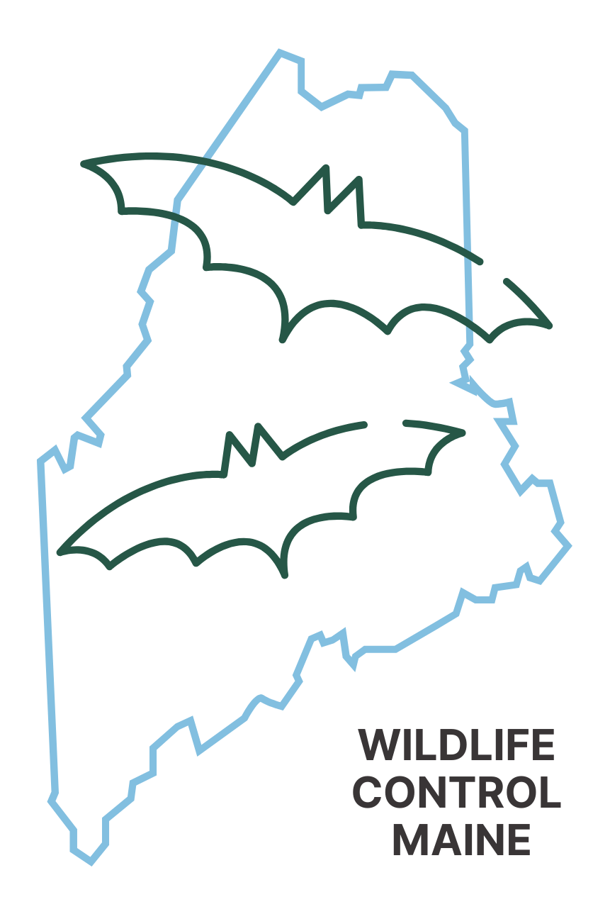 Wildlife Control Maine | Animal Damage Control | Bats in Maine