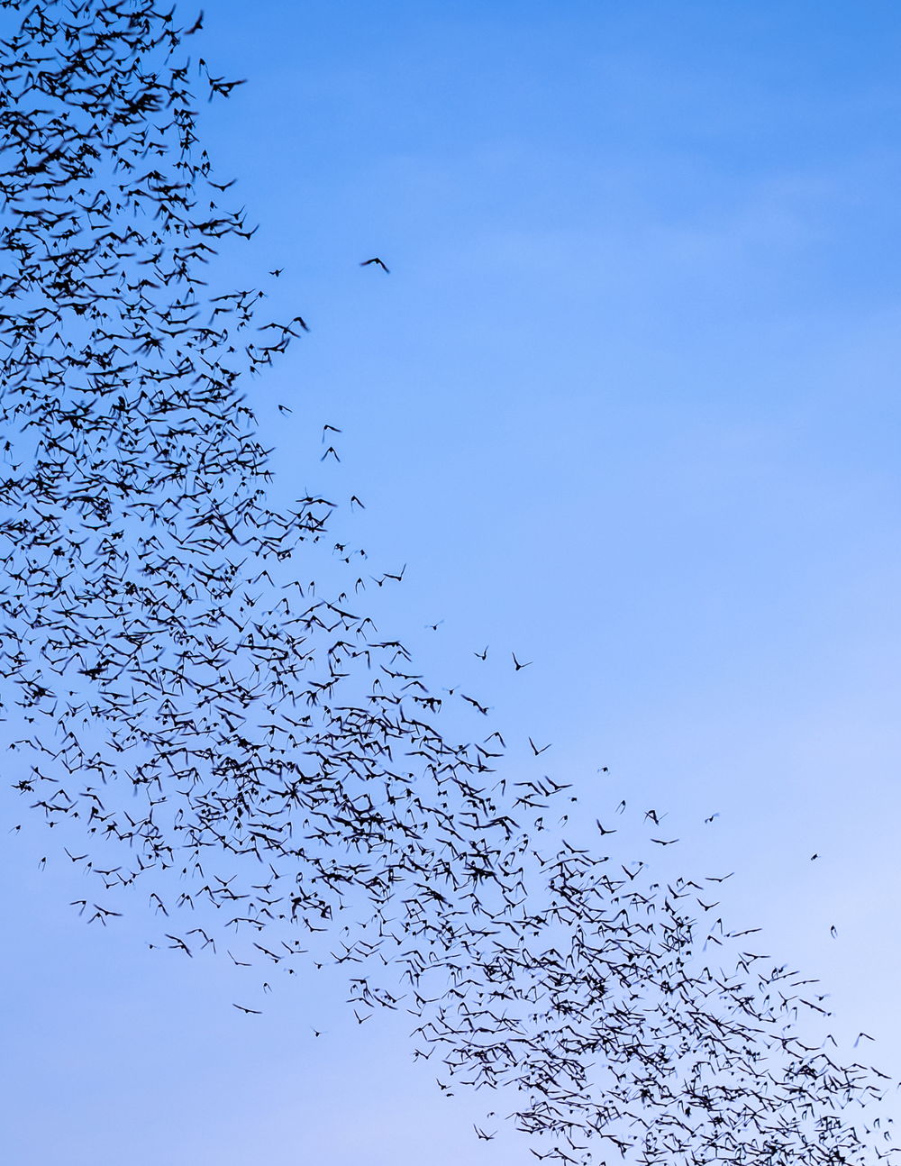 Bats | Call for Bat Removal — Wildlife Control Maine | Animal Damage ...