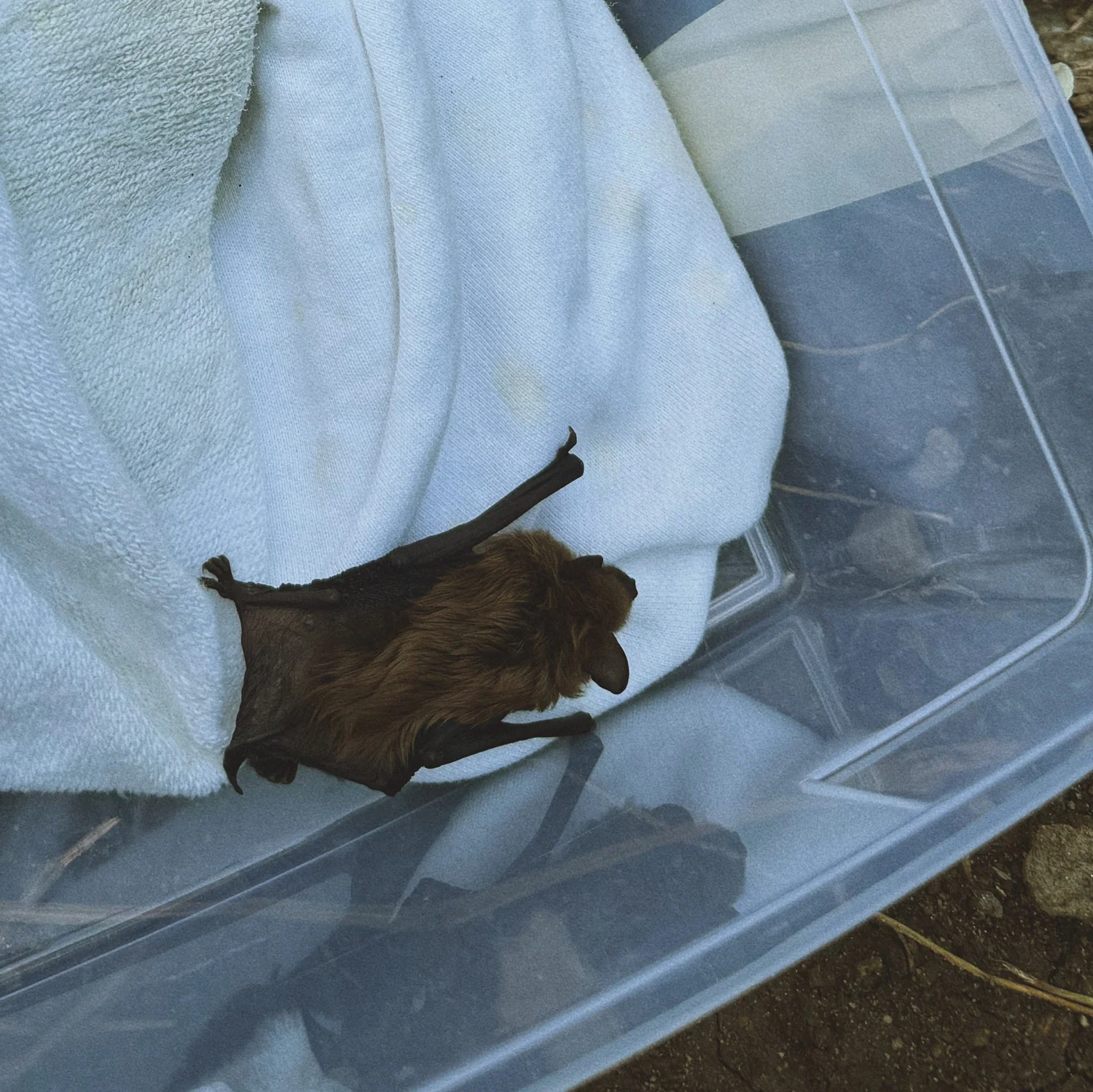 Services | Solve Wildlife Issues Now — Wildlife Control Maine | Animal ...