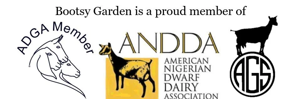 What To Feed Chickens And Roosters The Best Diet For A Healthy Mixed