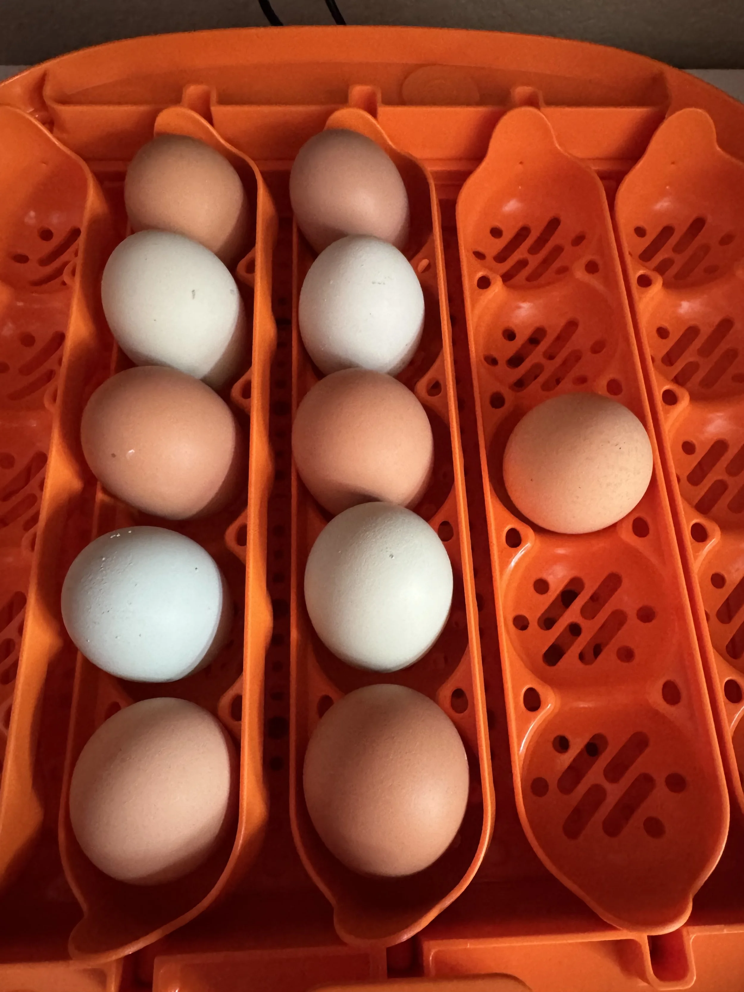 How to Incubate Eggs at Home: A Step-by-Step Guide for Beginners — Bootsy Garden