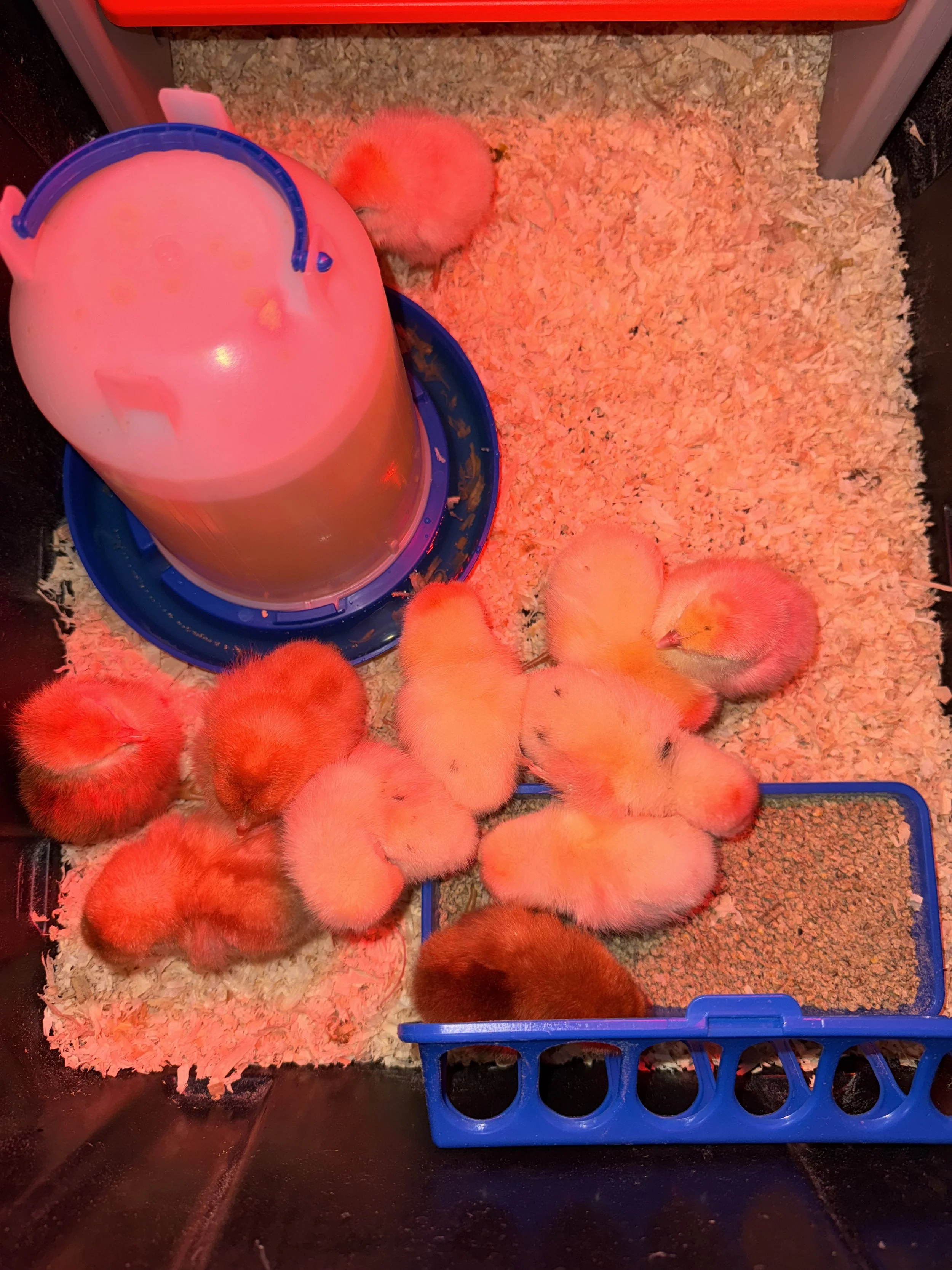 How to Incubate Eggs at Home: A Step-by-Step Guide for Beginners — Bootsy Garden