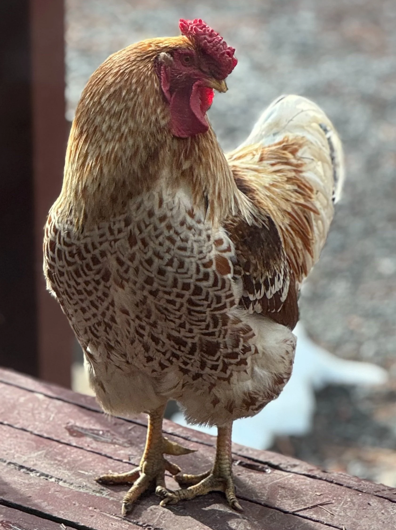 What to Feed Chickens and Roosters: The Best Diet for a Healthy Mixed ...