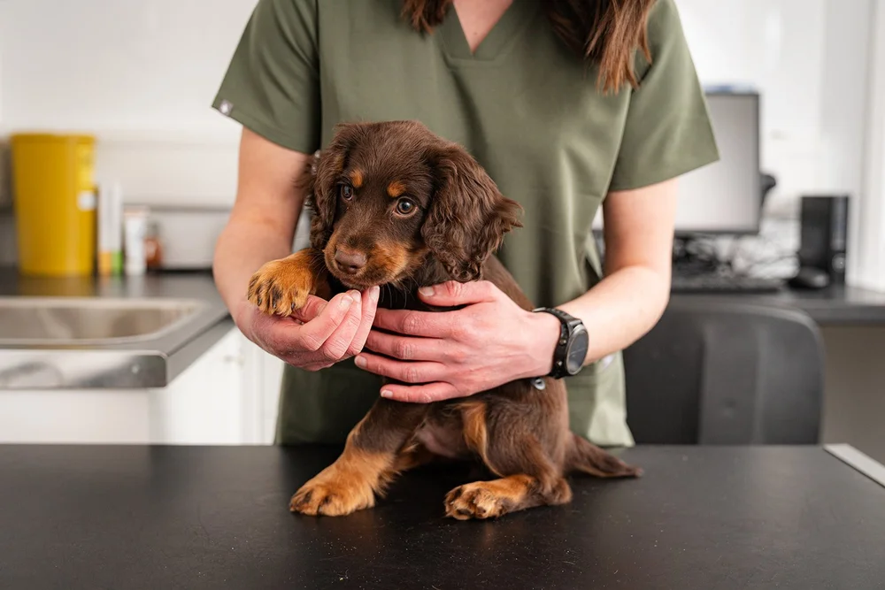 Veterinary Services Highnam | Pet Health Care — Orchard View Vets