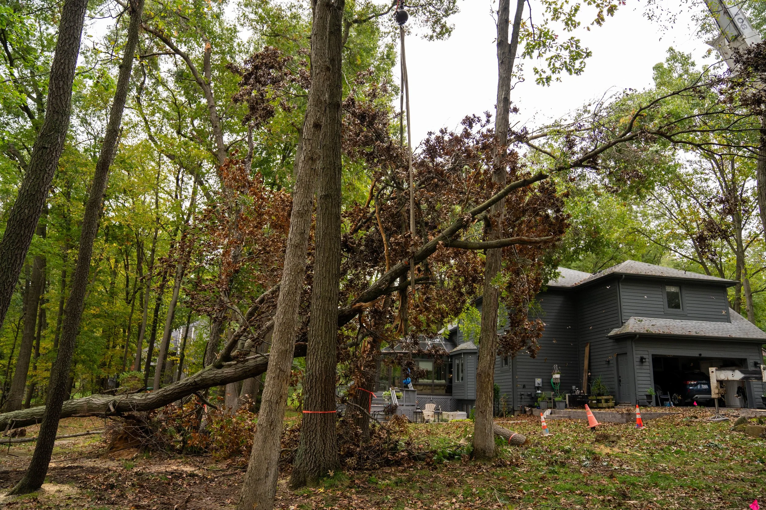 Dead Tree or Dormant? How to Tell before the Fall Arrives — Martin Tree