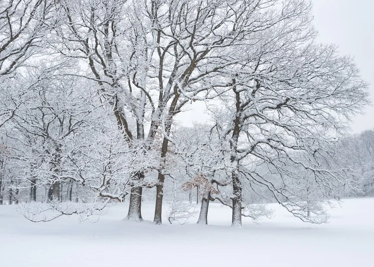 Why You Should Get Your Trees Trimmed in the Winter — Martin Tree