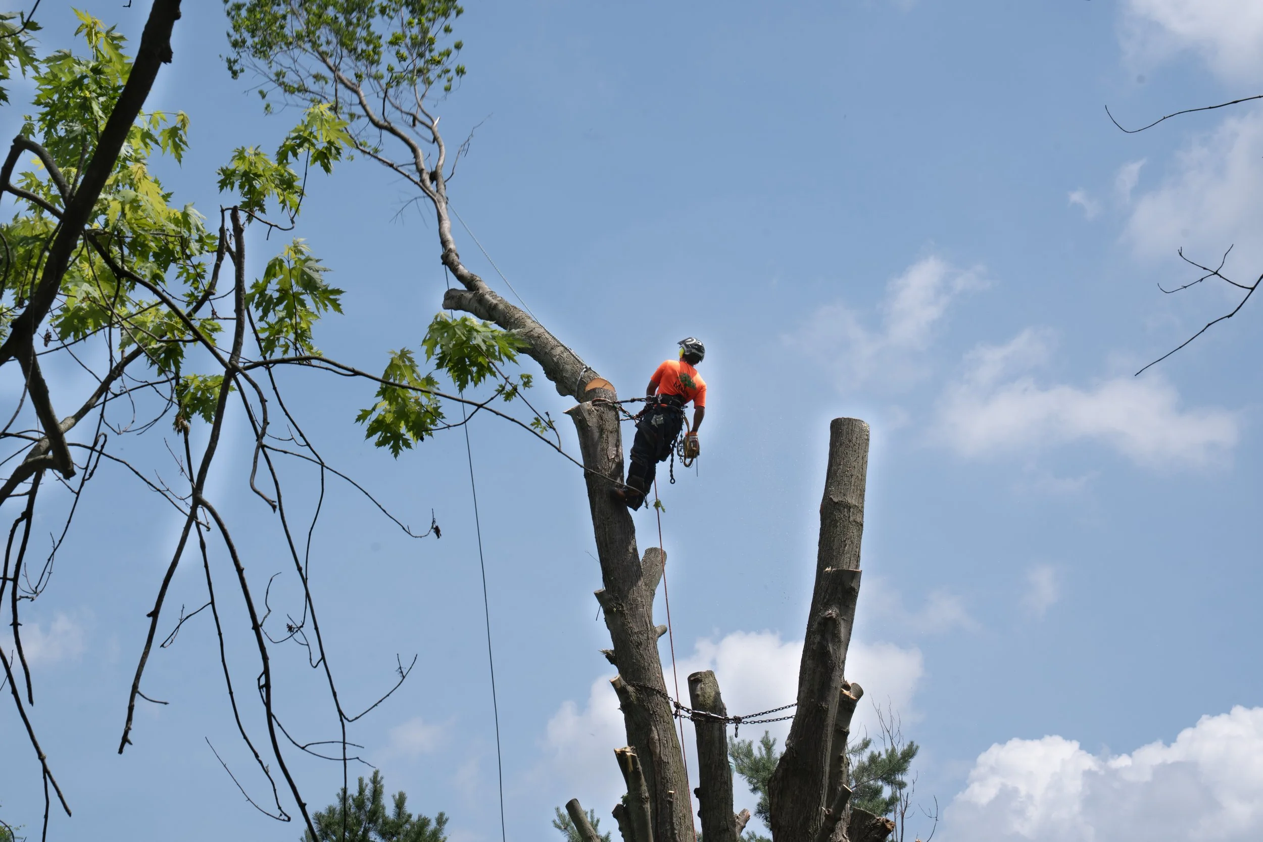 What Does a Professional Tree Climber Do? — Martin Tree