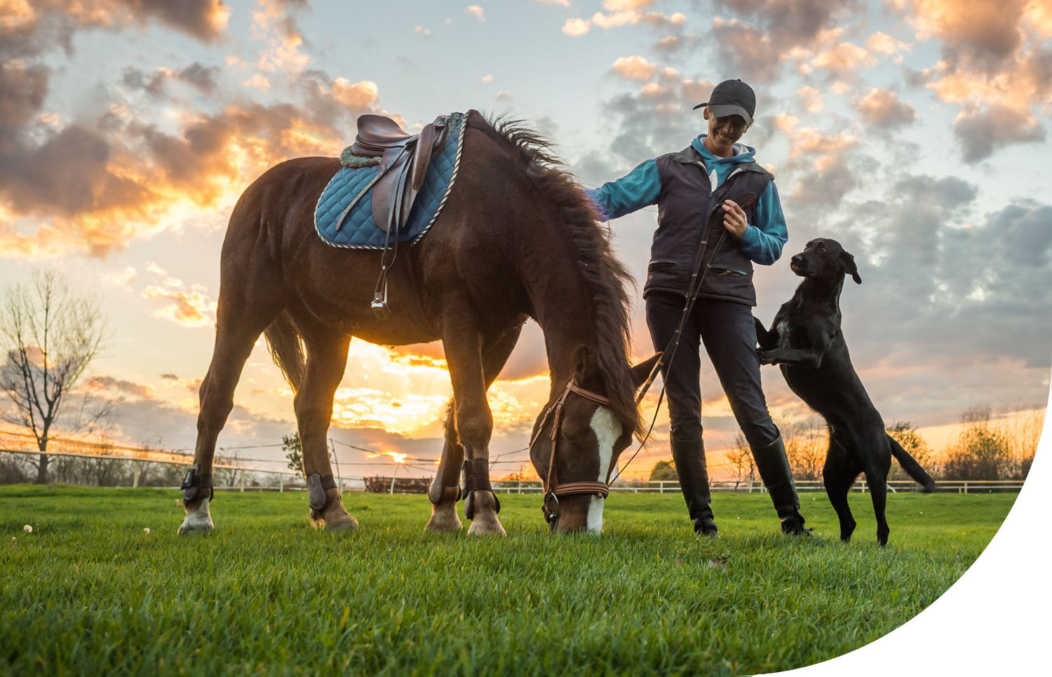 PetVivo Animal Health