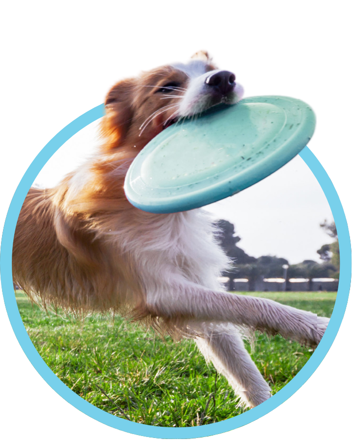PetVivo Animal Health
