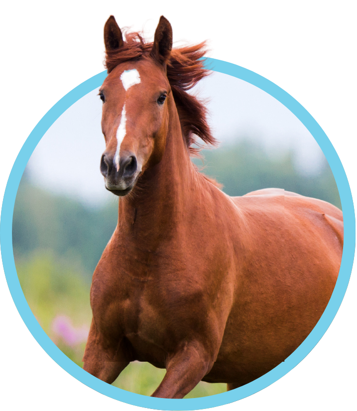 PetVivo Animal Health