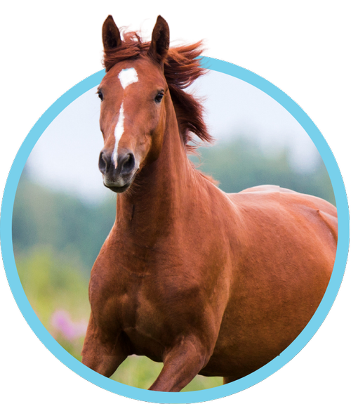 PetVivo Animal Health