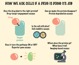 Inside the Cell: How Cell-Based Assays Reveal Drug Function — BioNauta