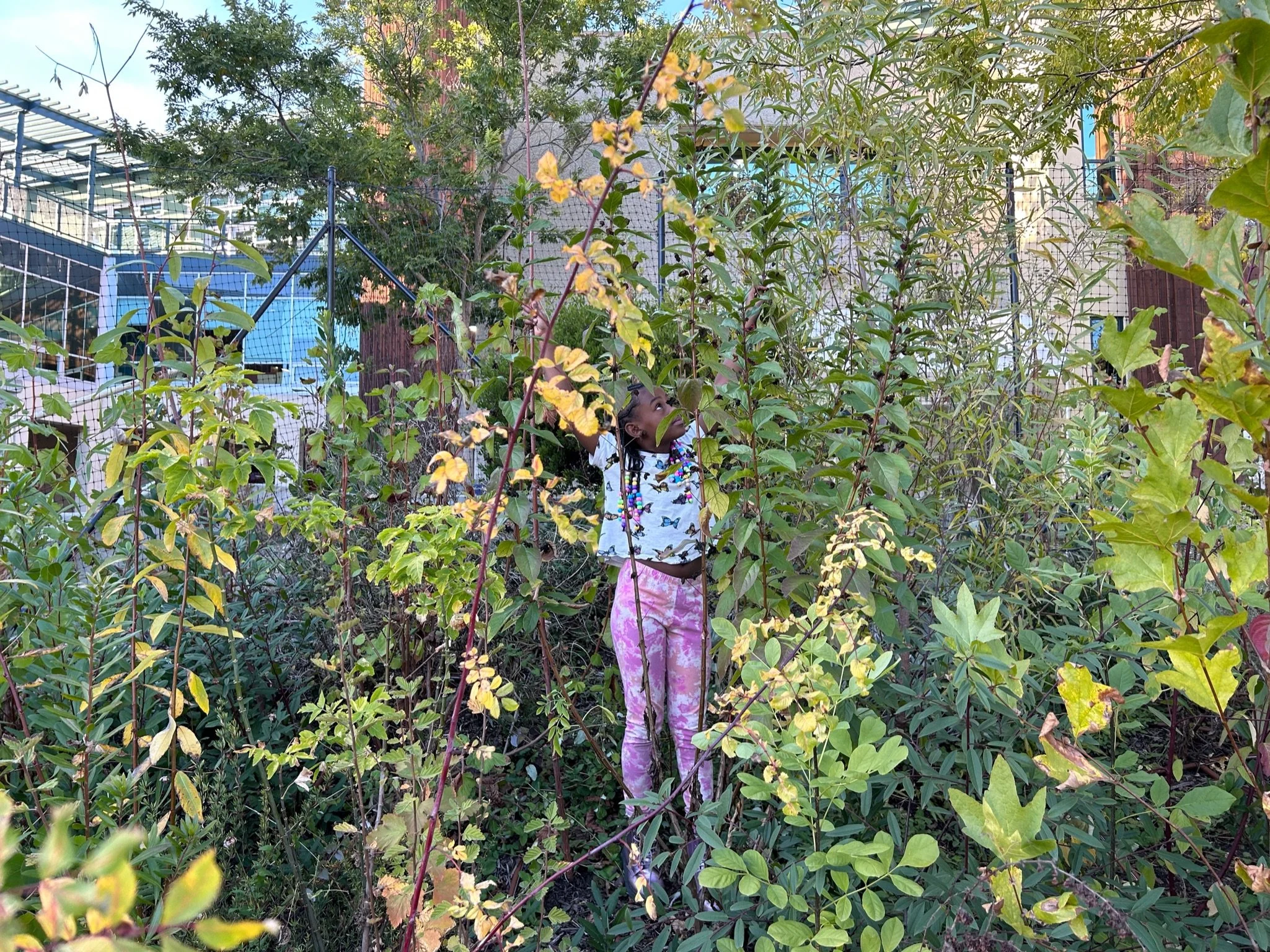 Green Pocket Forest